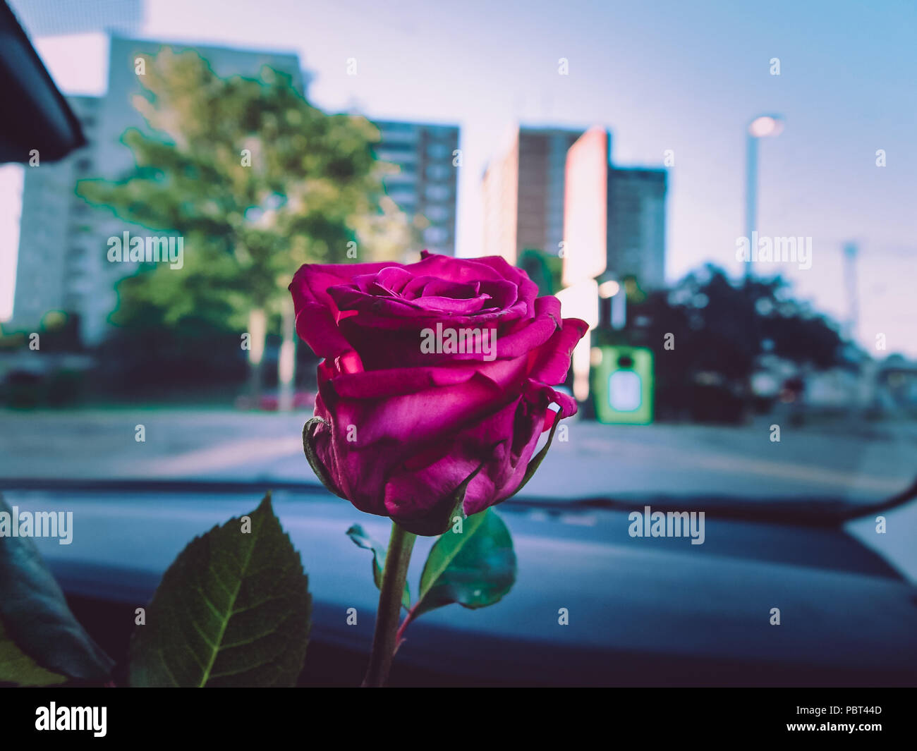 Simple single rose hi-res stock photography and images - Alamy