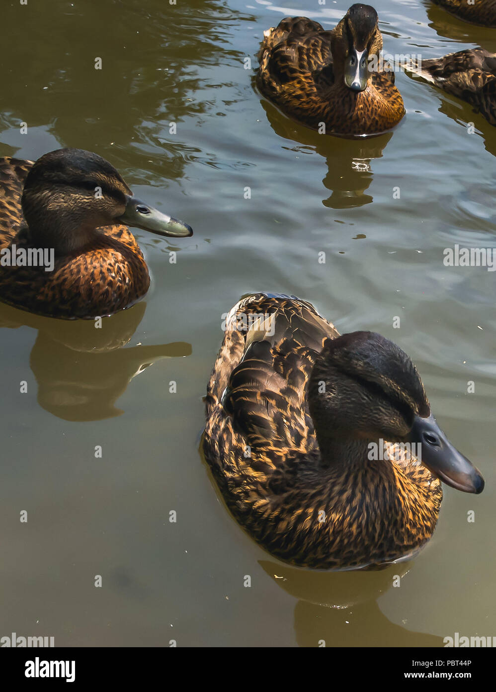 Mallard ducks swimming hi-res stock photography and images - Alamy