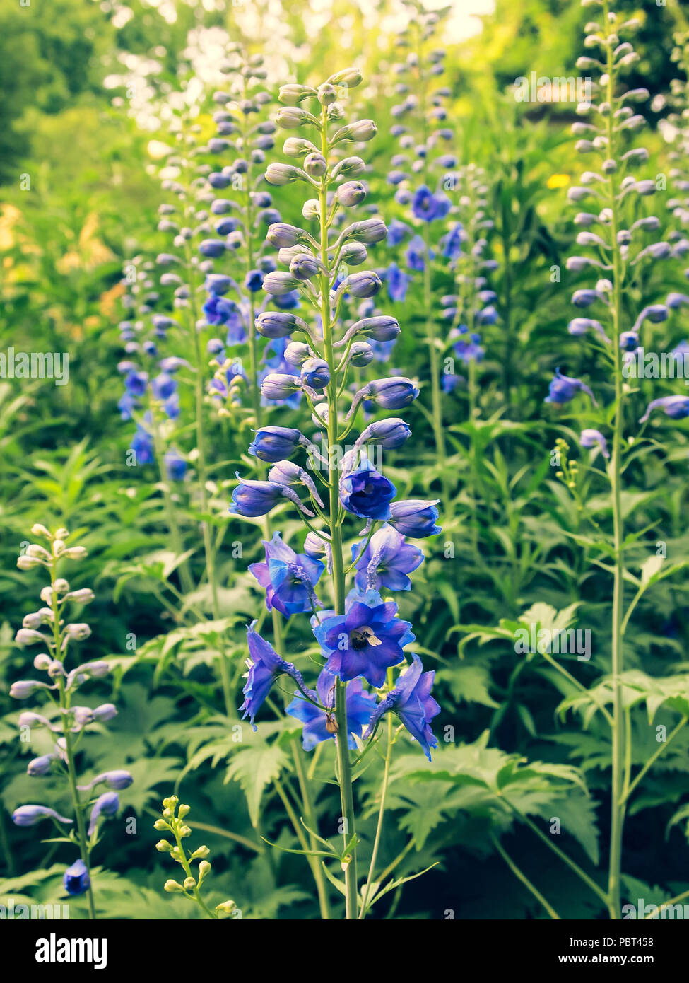 Beautiful Blue Flowers Blooming Stock Photo - Alamy