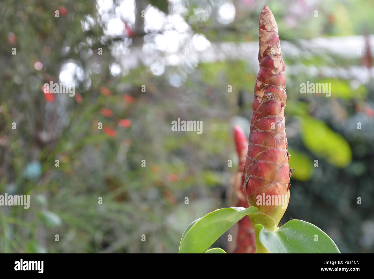 Crape ginger hi-res stock photography and images - Alamy