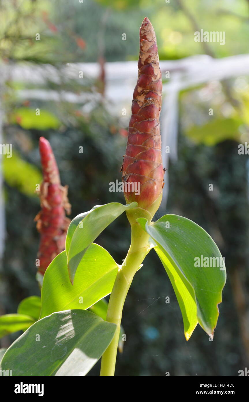 Crape ginger hi-res stock photography and images - Alamy