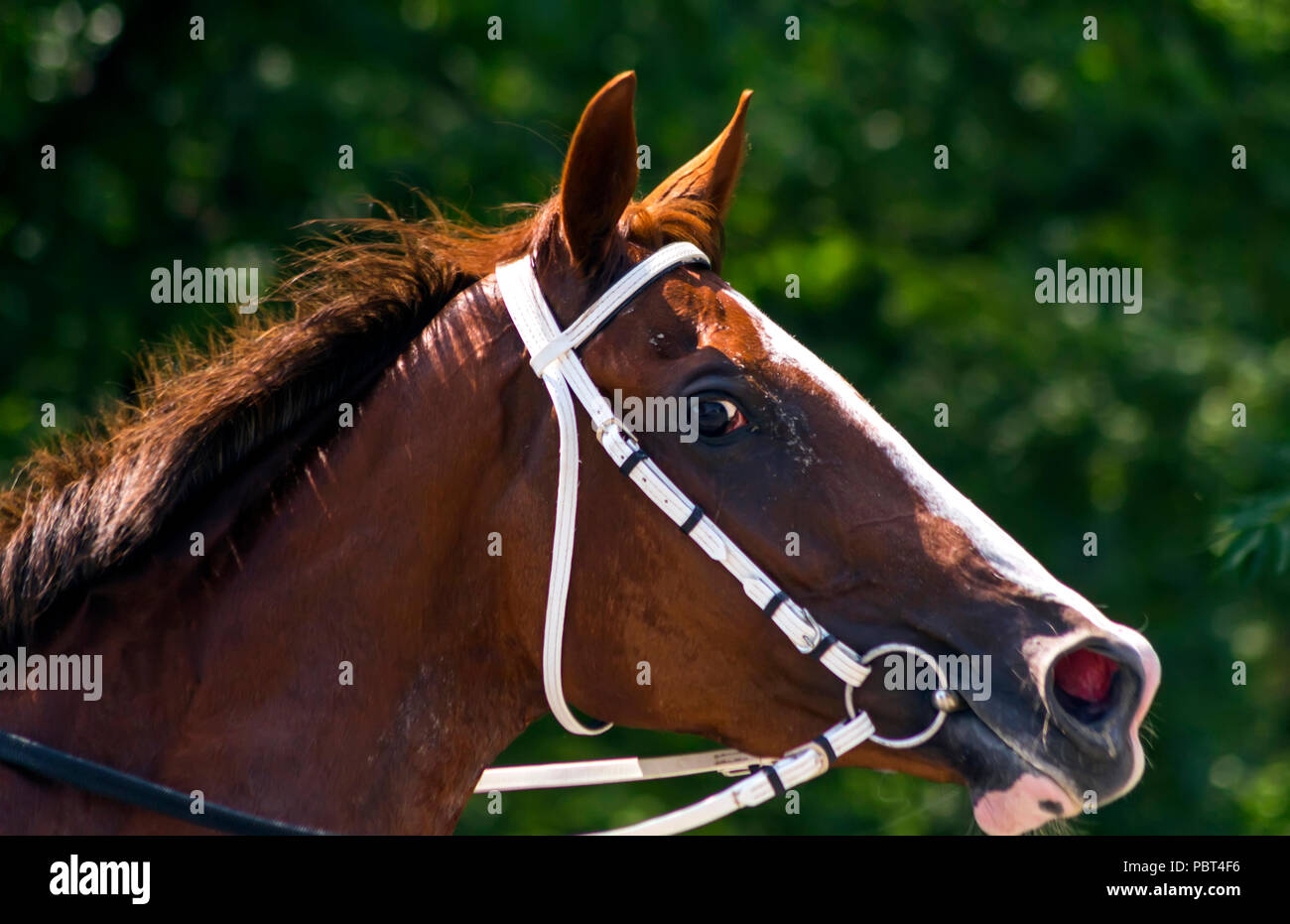 Portrait of a brown horse Stock Photo - Alamy