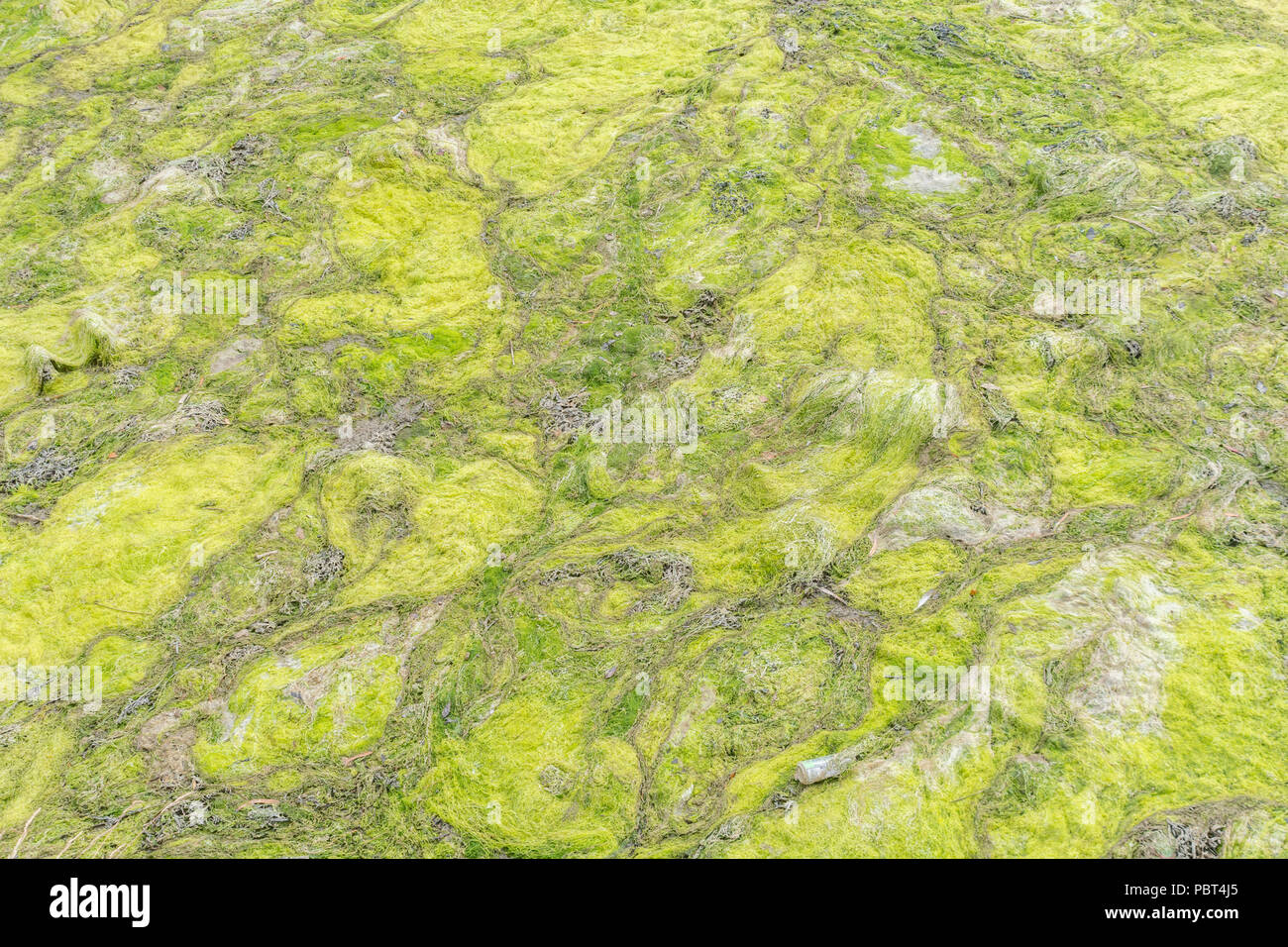 Tidal green algae hi-res stock photography and images - Alamy
