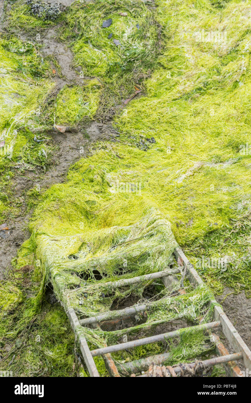 Tidewash hi-res stock photography and images - Alamy