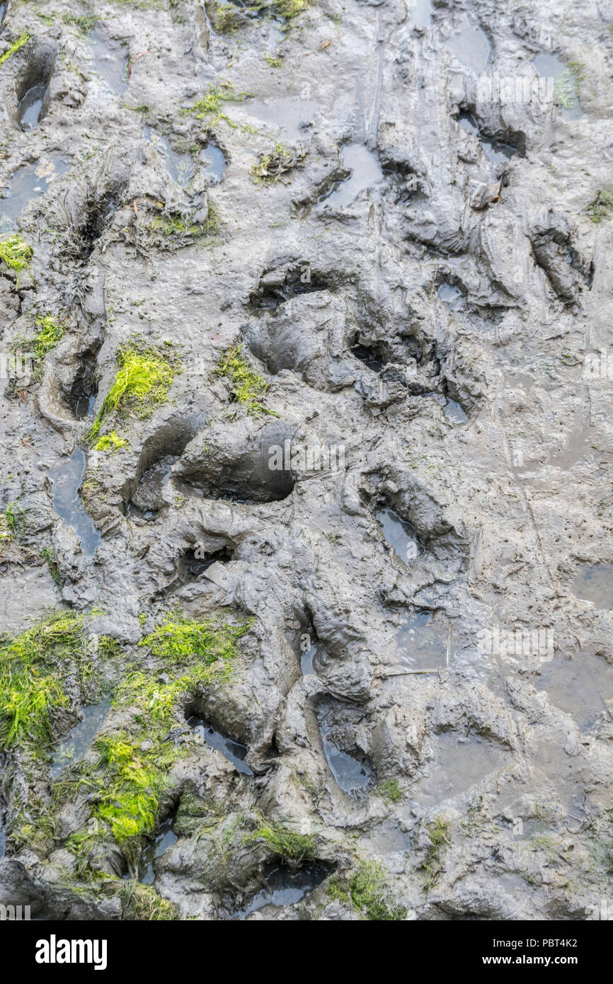 Footprints In Mud Stock Photos & Footprints In Mud Stock Images - Alamy