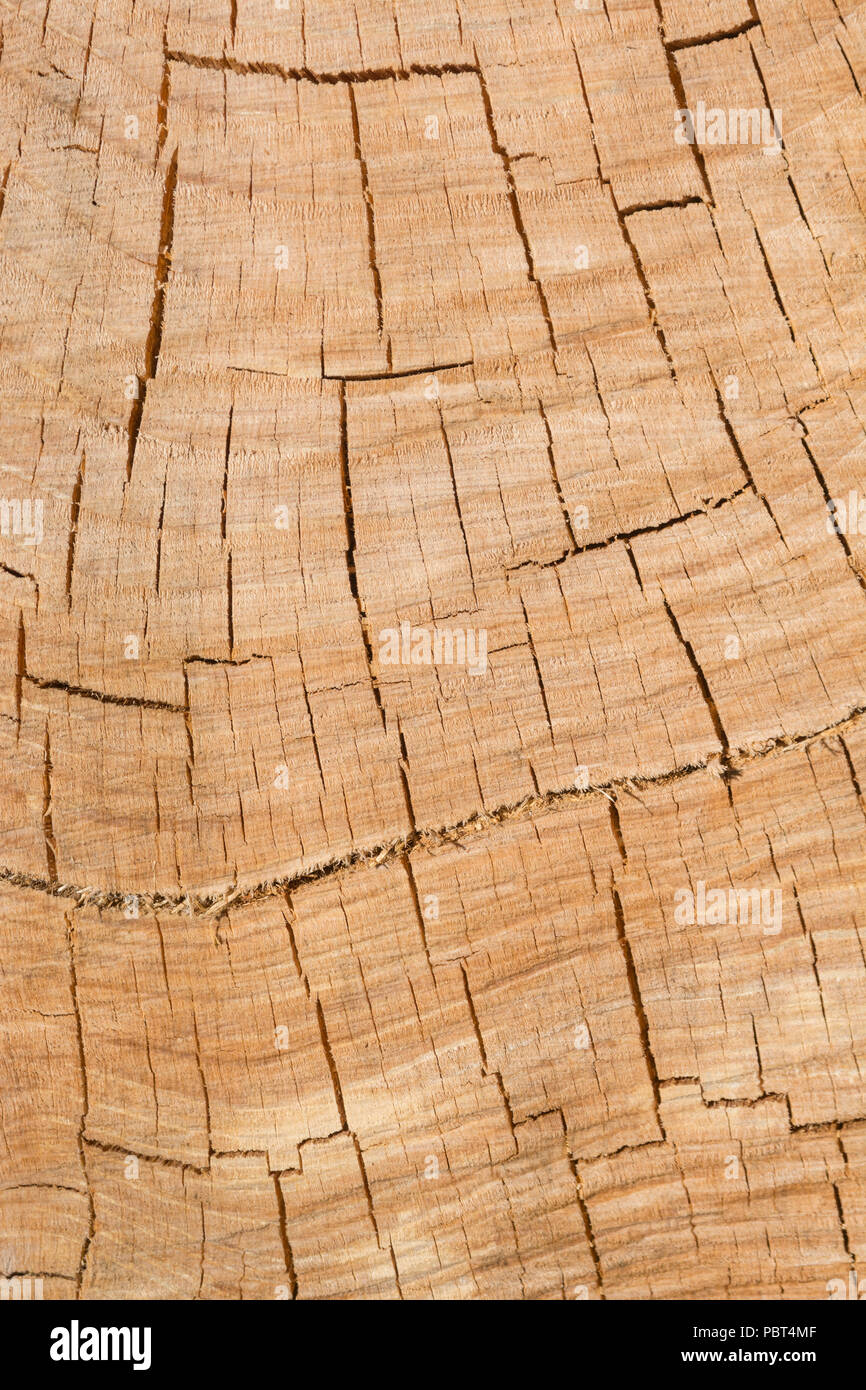 Splits, cracks and fissures in sawn end of a tree. Tree trunk rings ...