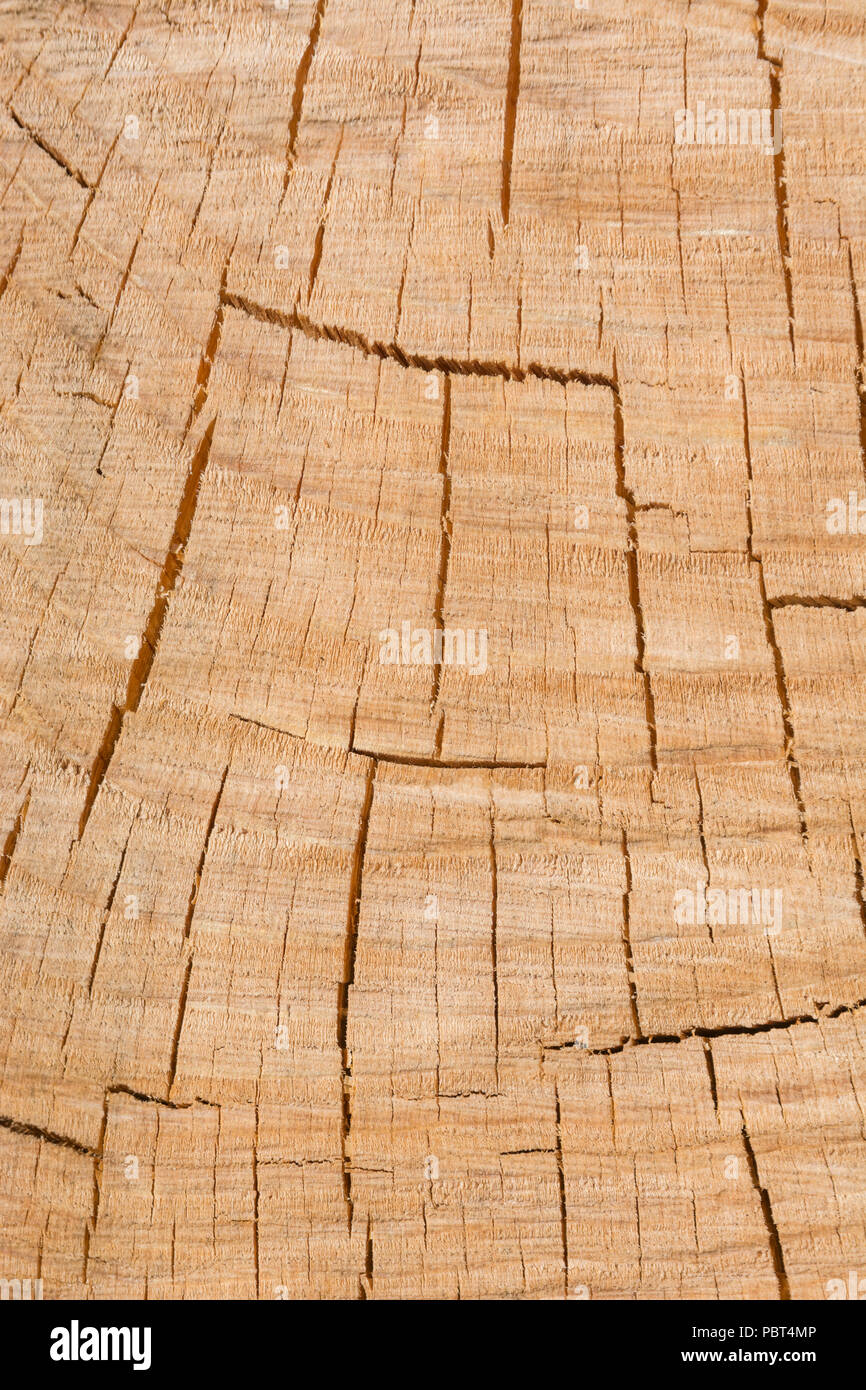 Splits, cracks and fissures in sawn end of a tree. Tree trunk rings ...