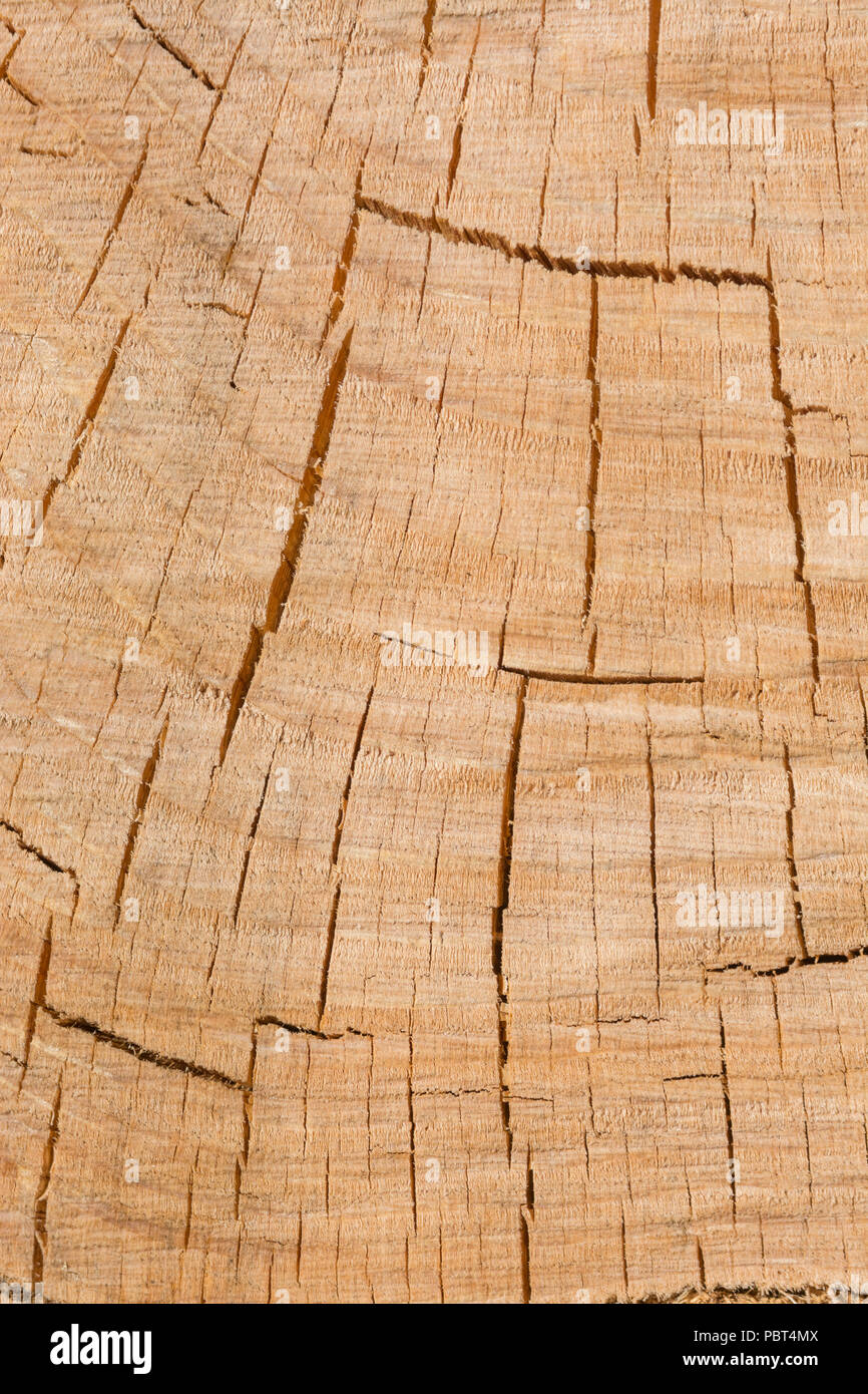 Splits In End Grain Wood High Resolution Stock Photography and Images ...