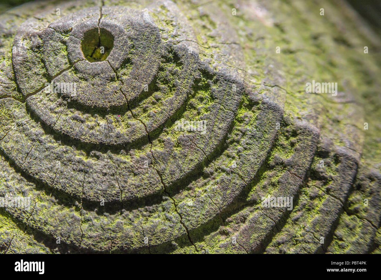 Concentric circles nature hi-res stock photography and images - Alamy