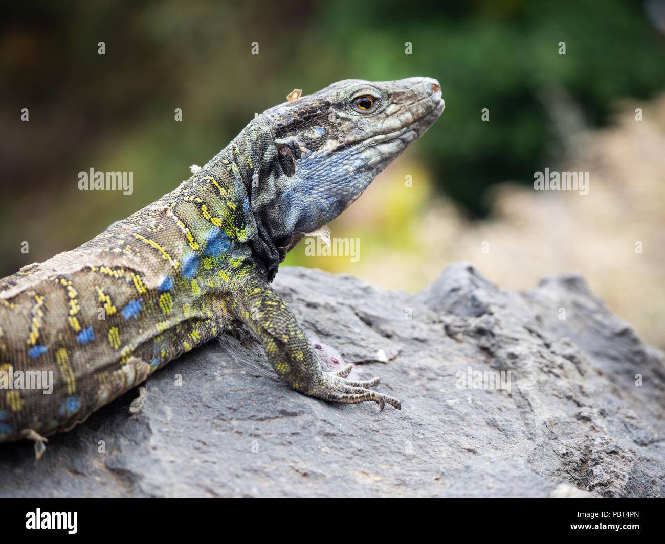 Tenerife gallots lizard western canaries hi-res stock photography and ...