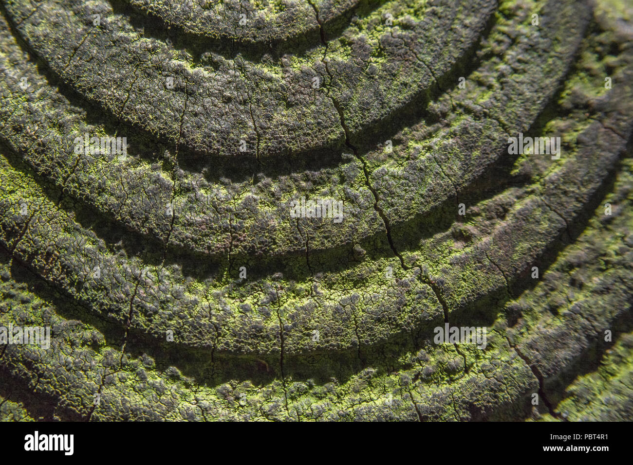 Concentric circles nature hi-res stock photography and images - Alamy