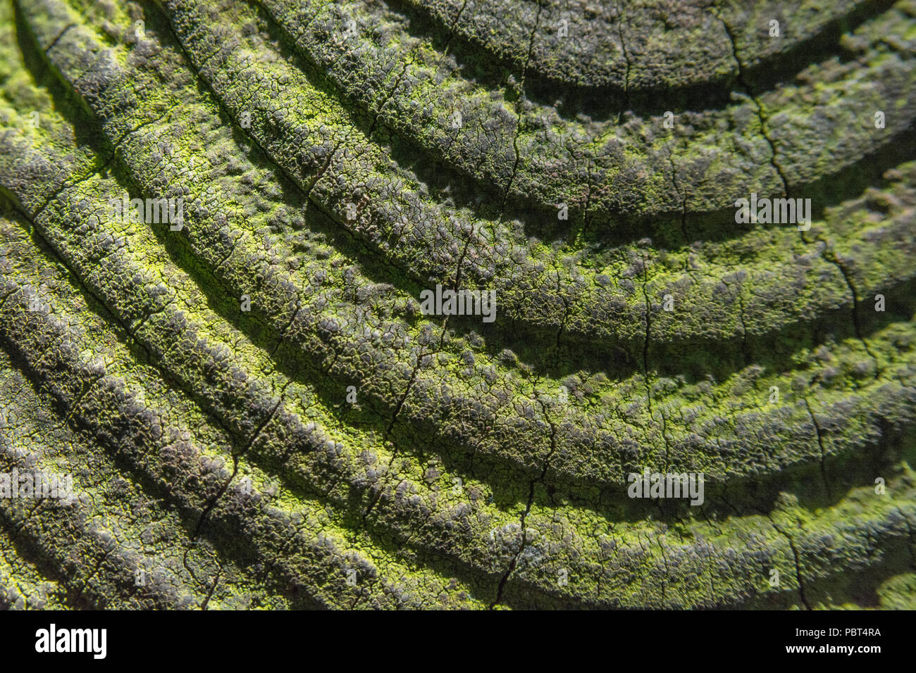 Concentric Circles In Nature