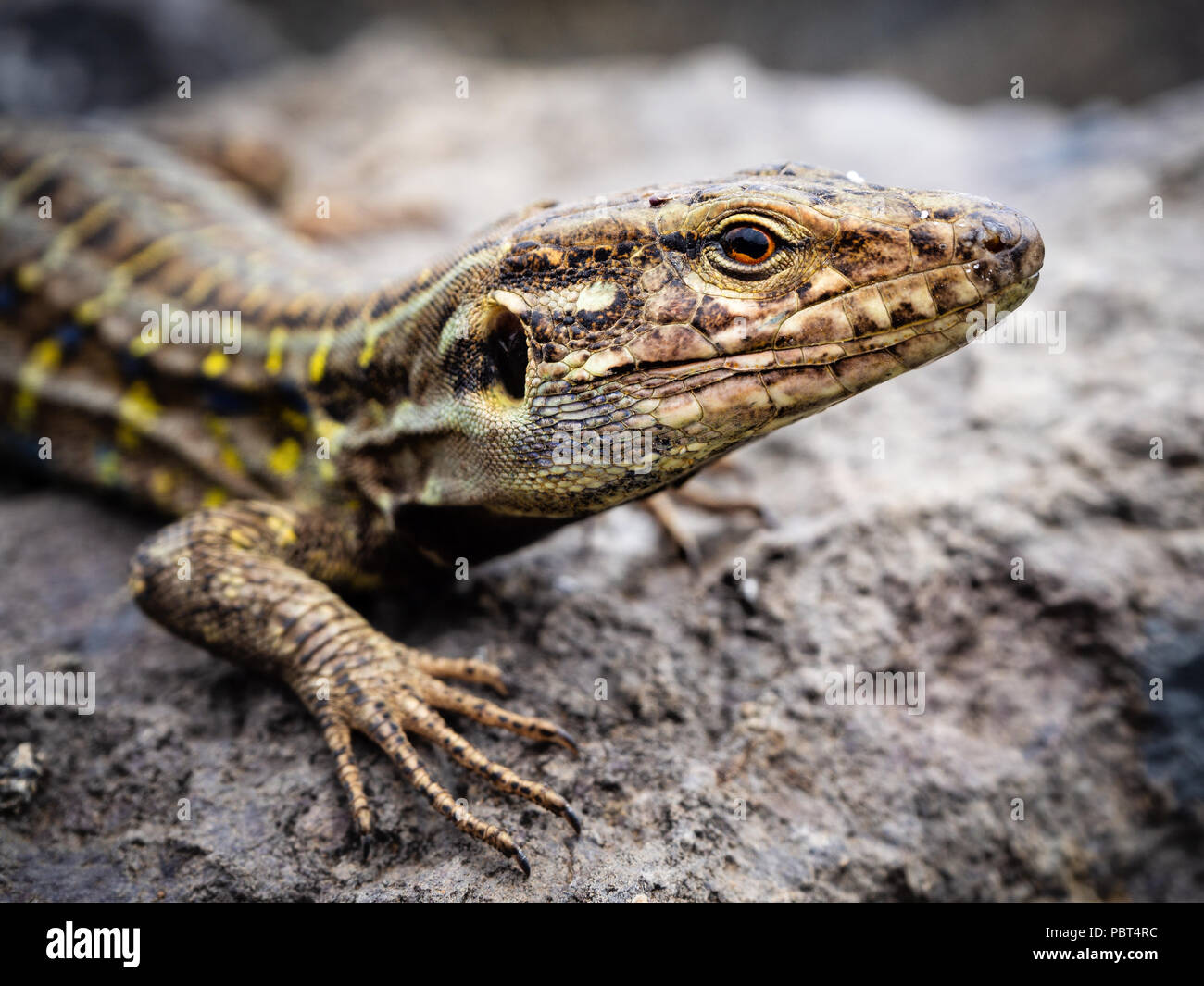 Tenerife Lizard or Western Canaries Lizard (Gallotia galloti), Tenerife ...