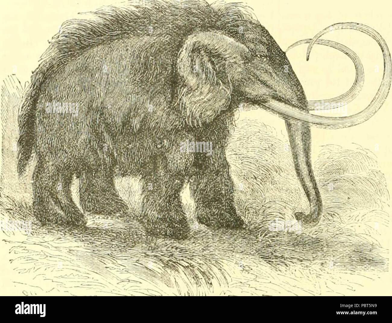 Primeval insects hi-res stock photography and images - Alamy