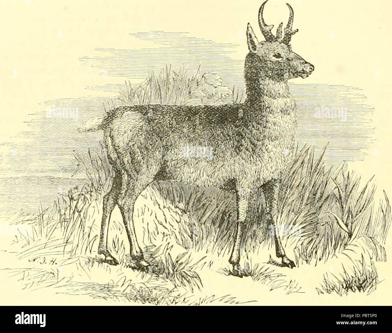 The museum of natural history, with introductory essay on the natural ...