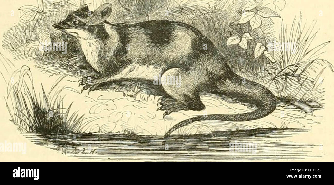 Primeval insects hi-res stock photography and images - Alamy