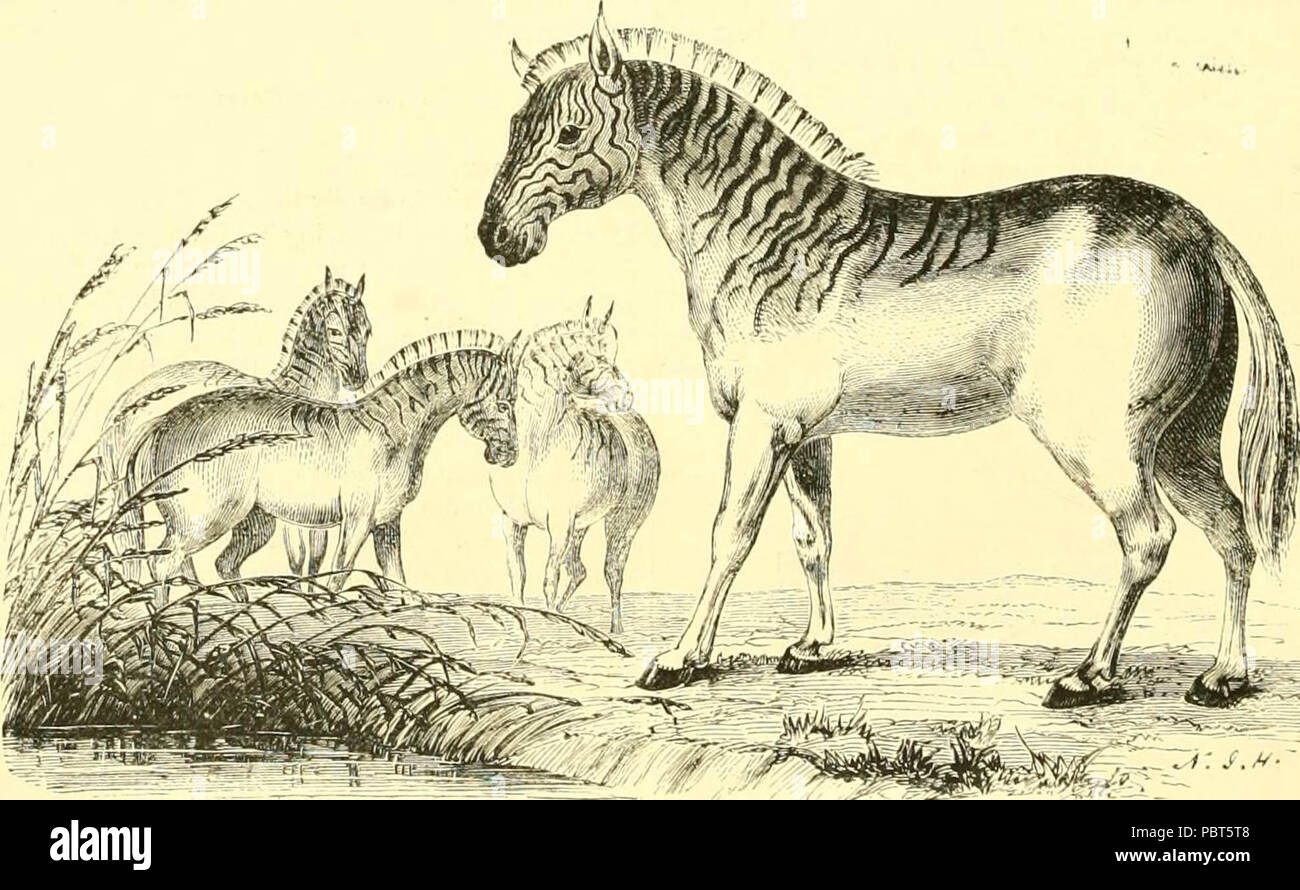 The museum of natural history, with introductory essay on the natural ...