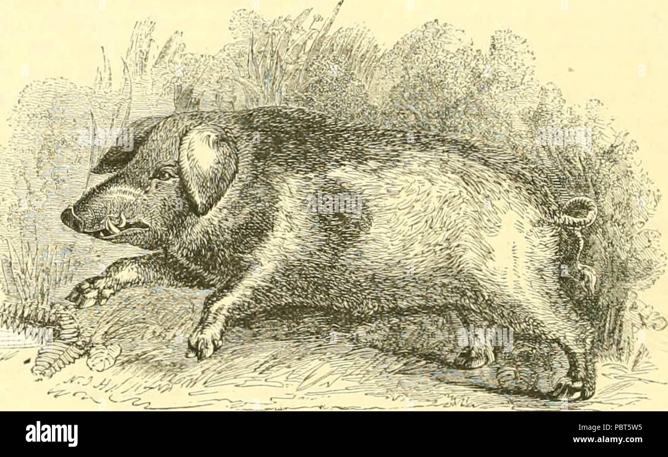 Primeval insects hi-res stock photography and images - Alamy