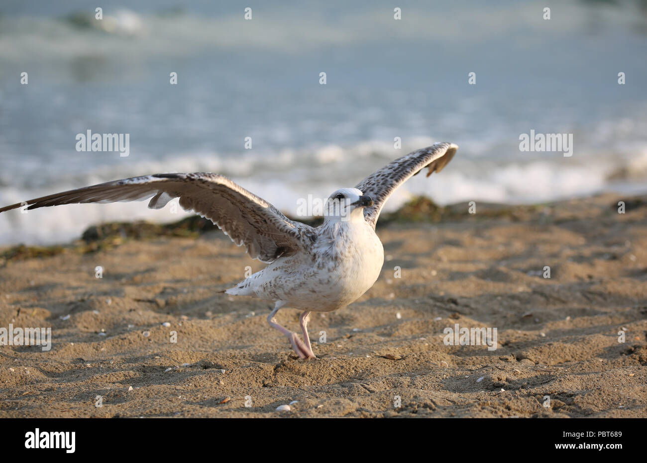 isolated seagull on the beach in summer with opened wings Stock Photo ...