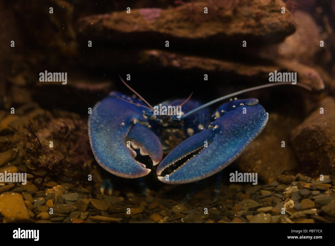 Blue crayfish hi-res stock photography and images - Alamy
