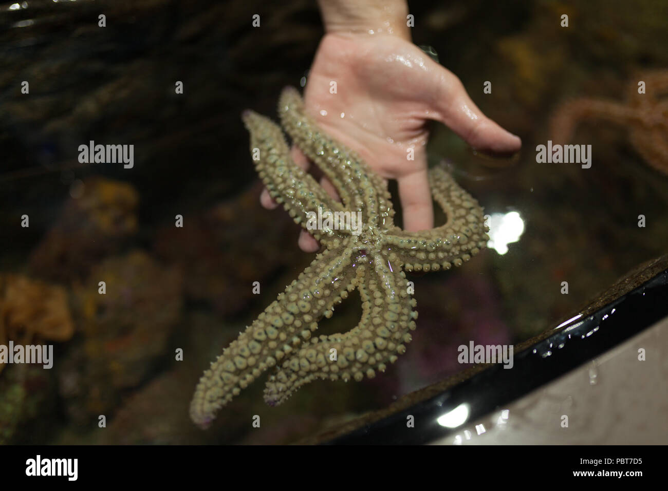 Live starfish in hand. Element of training children in the aquarium ...