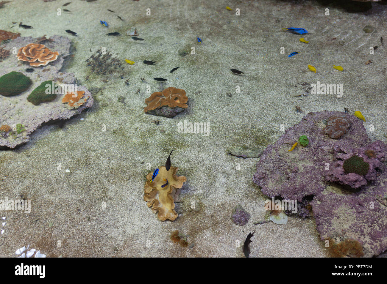 Colorful underwater aquarium marine life horizontal background Stock ...