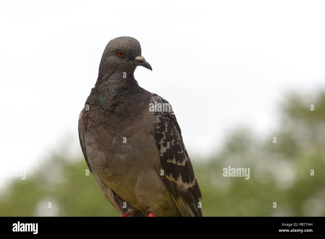 Pigeon blurred background hi-res stock photography and images - Alamy