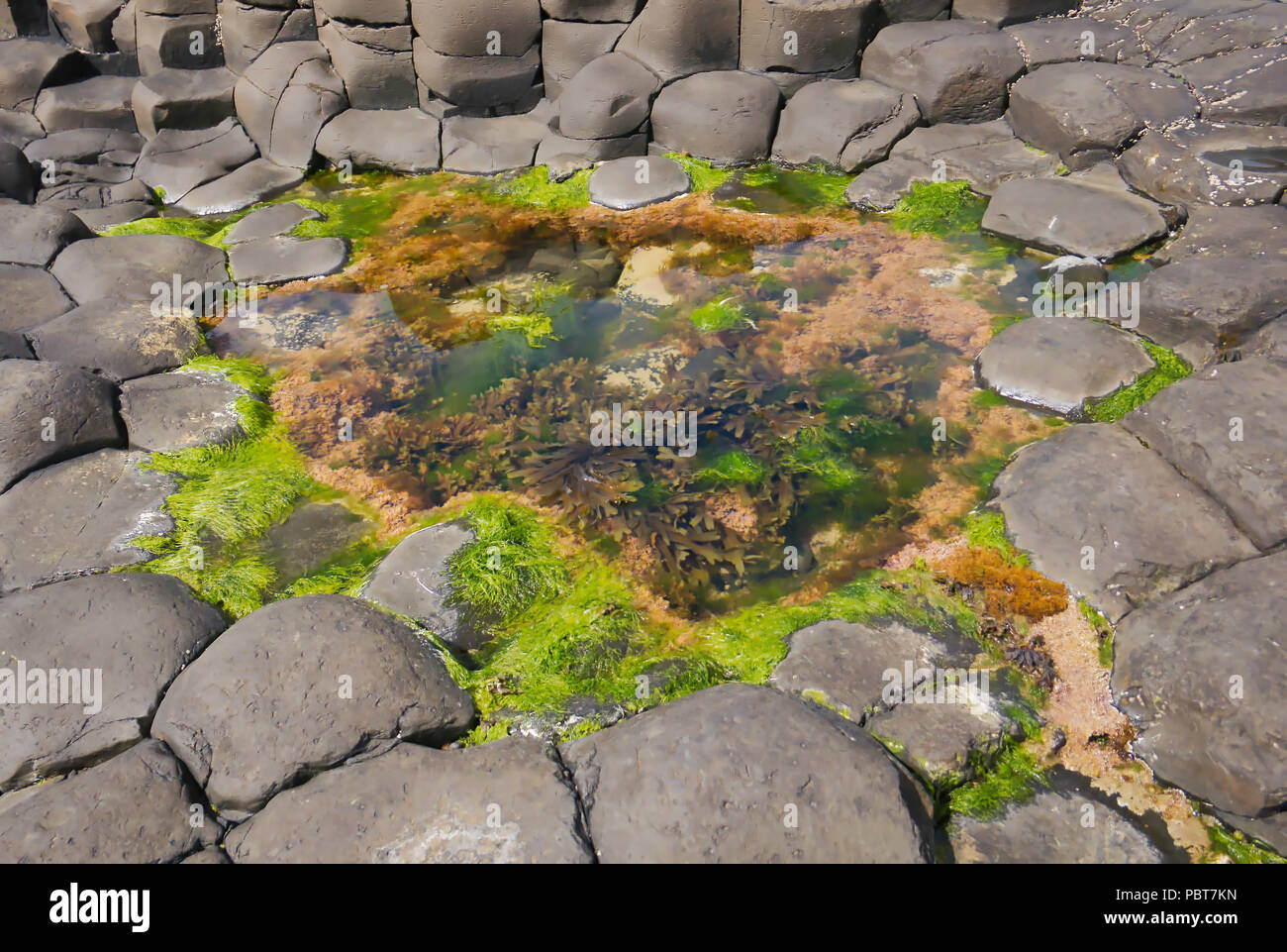 Water with green and brown algae between angular rocks on the coast of ...