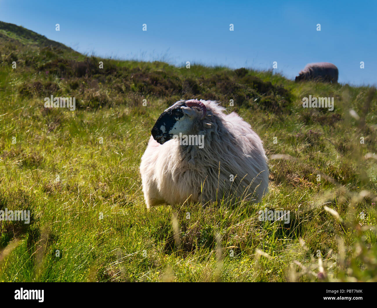 Fat sheep hi-res stock photography and images - Alamy