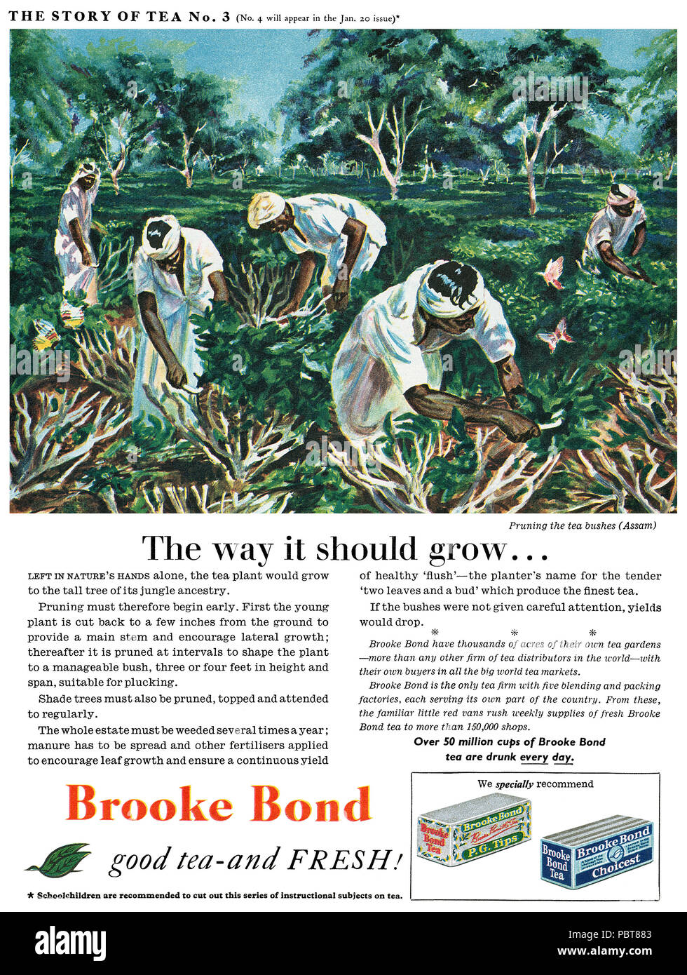 Brooke bond hi-res stock photography and images - Alamy