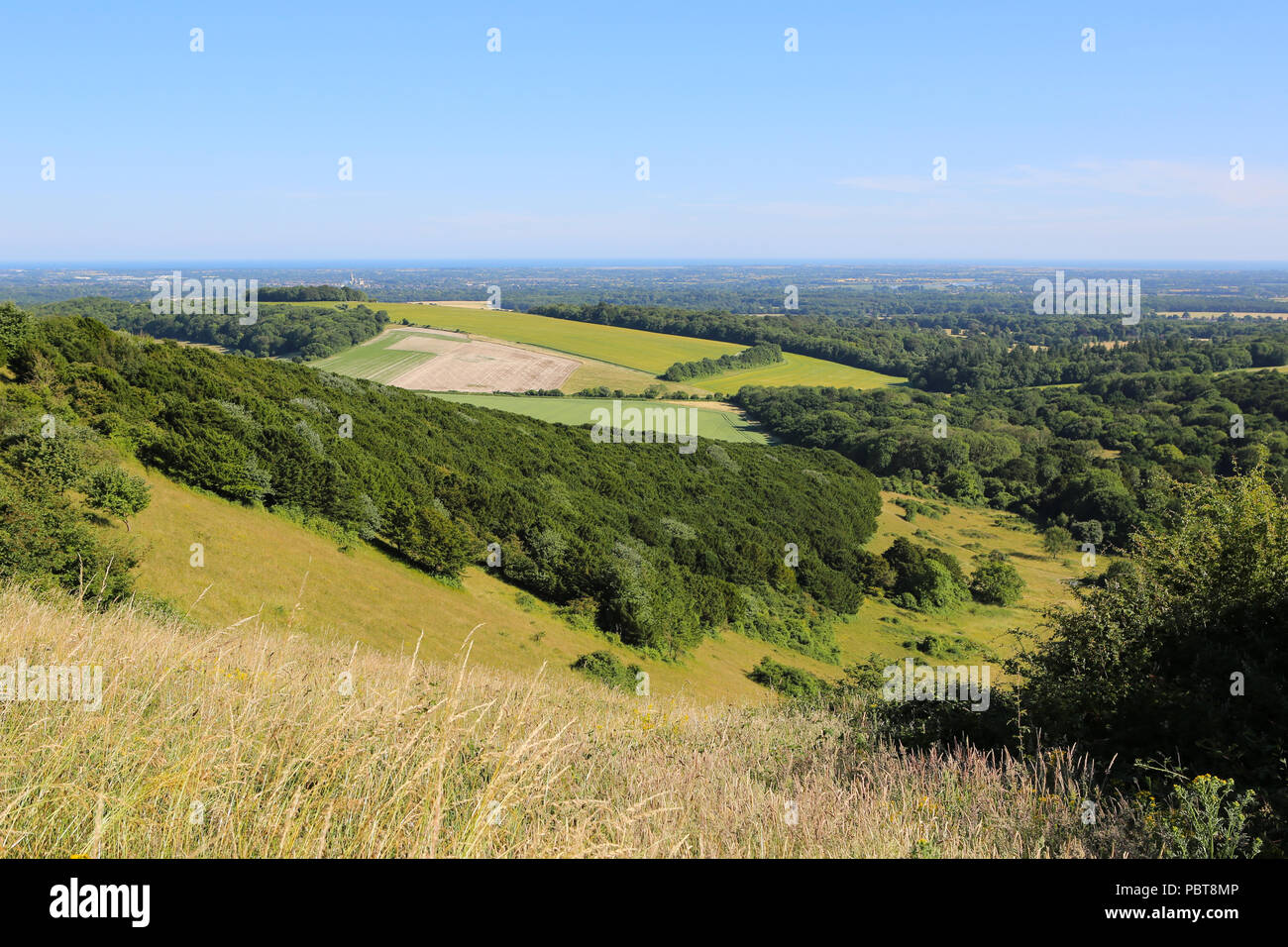 Kingley Vale Nature Reserve Stock Photo - Alamy