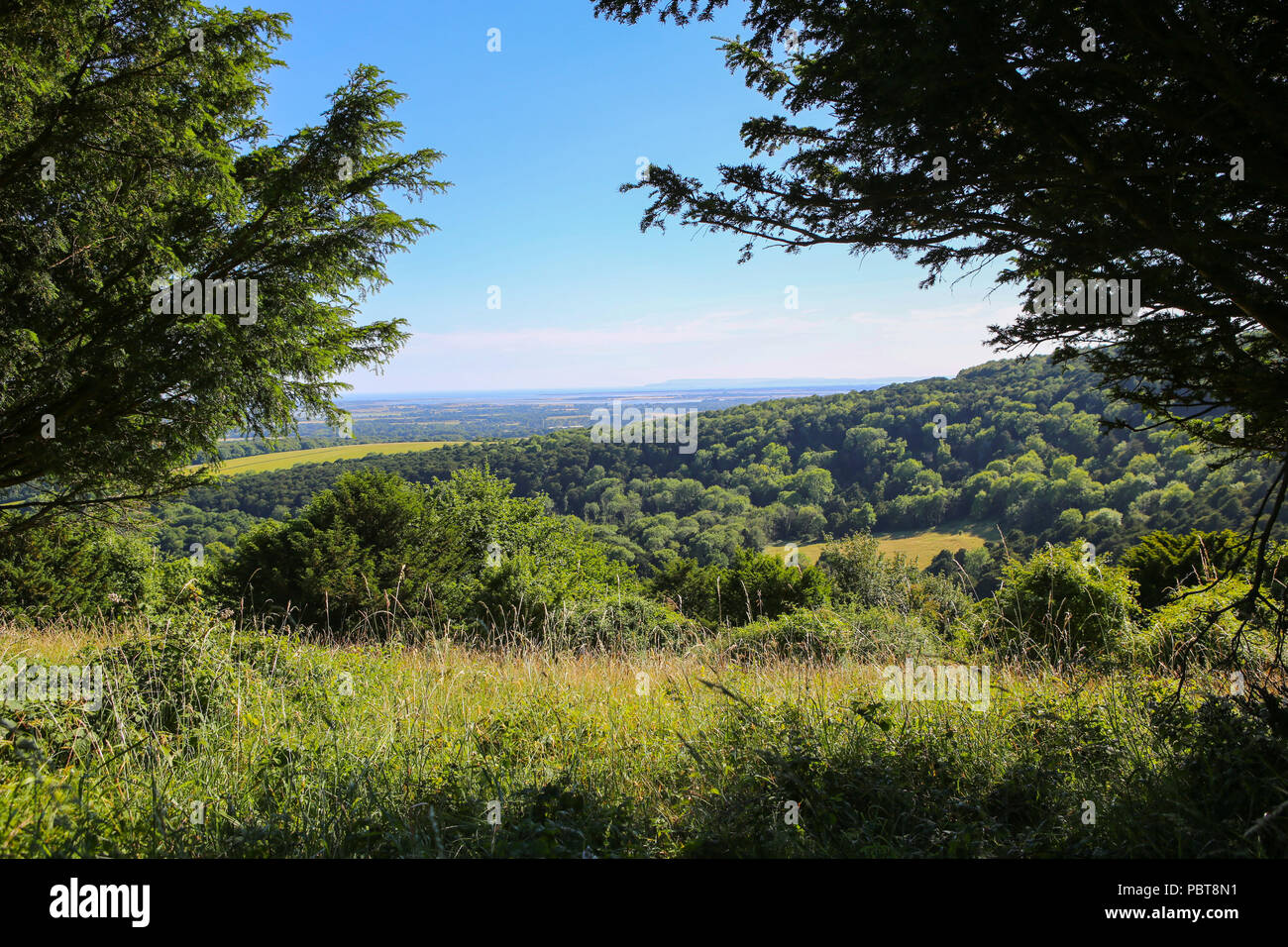 Kingley Vale Nature Reserve Stock Photo - Alamy