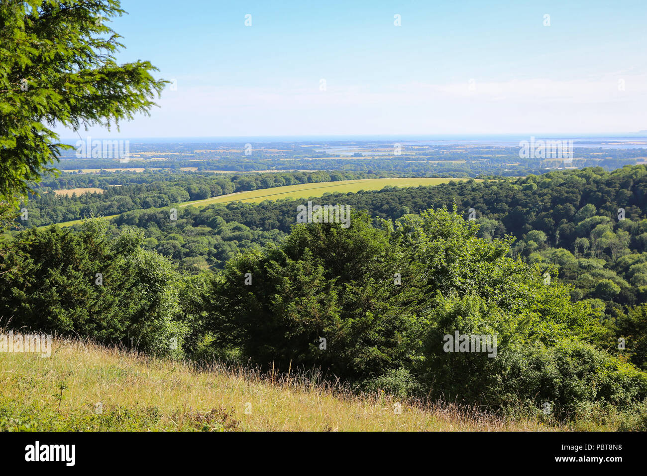 Kingley Vale Nature Reserve Stock Photo - Alamy