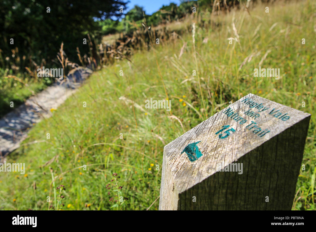 Kingley Vale Nature Reserve Stock Photo - Alamy