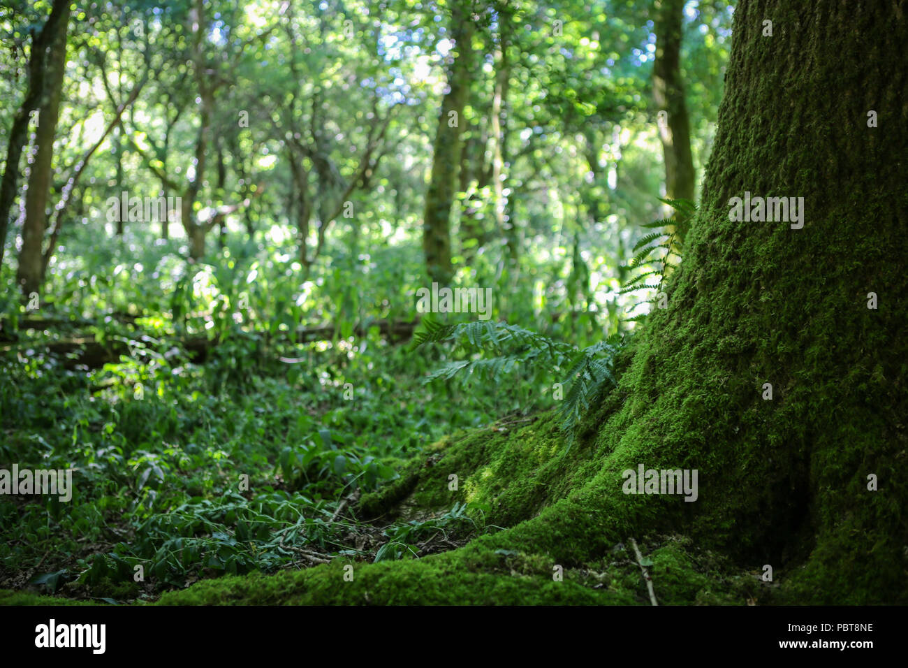 Kingley Vale Nature Reserve Stock Photo - Alamy