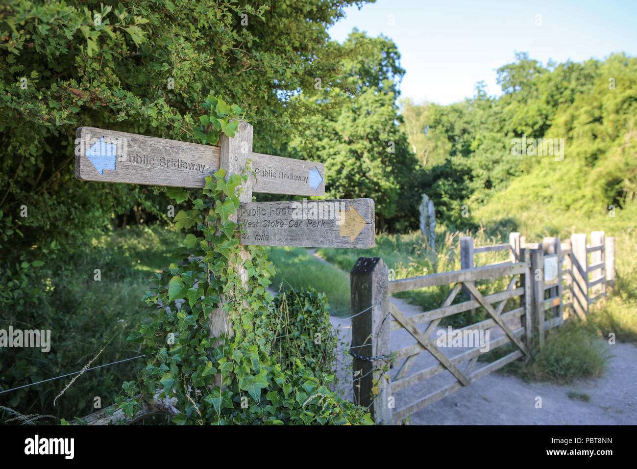 Kingley Vale Nature Reserve Stock Photo - Alamy