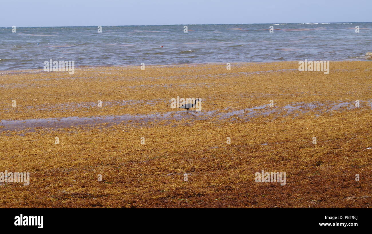 Sargasso sea seaweed hi-res stock photography and images - Alamy