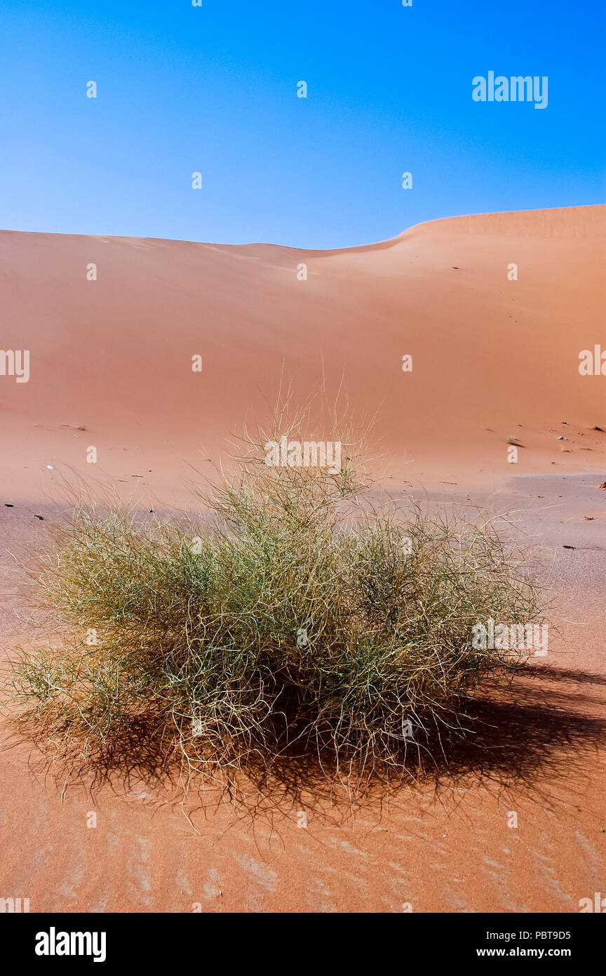Arabian Desert Plants