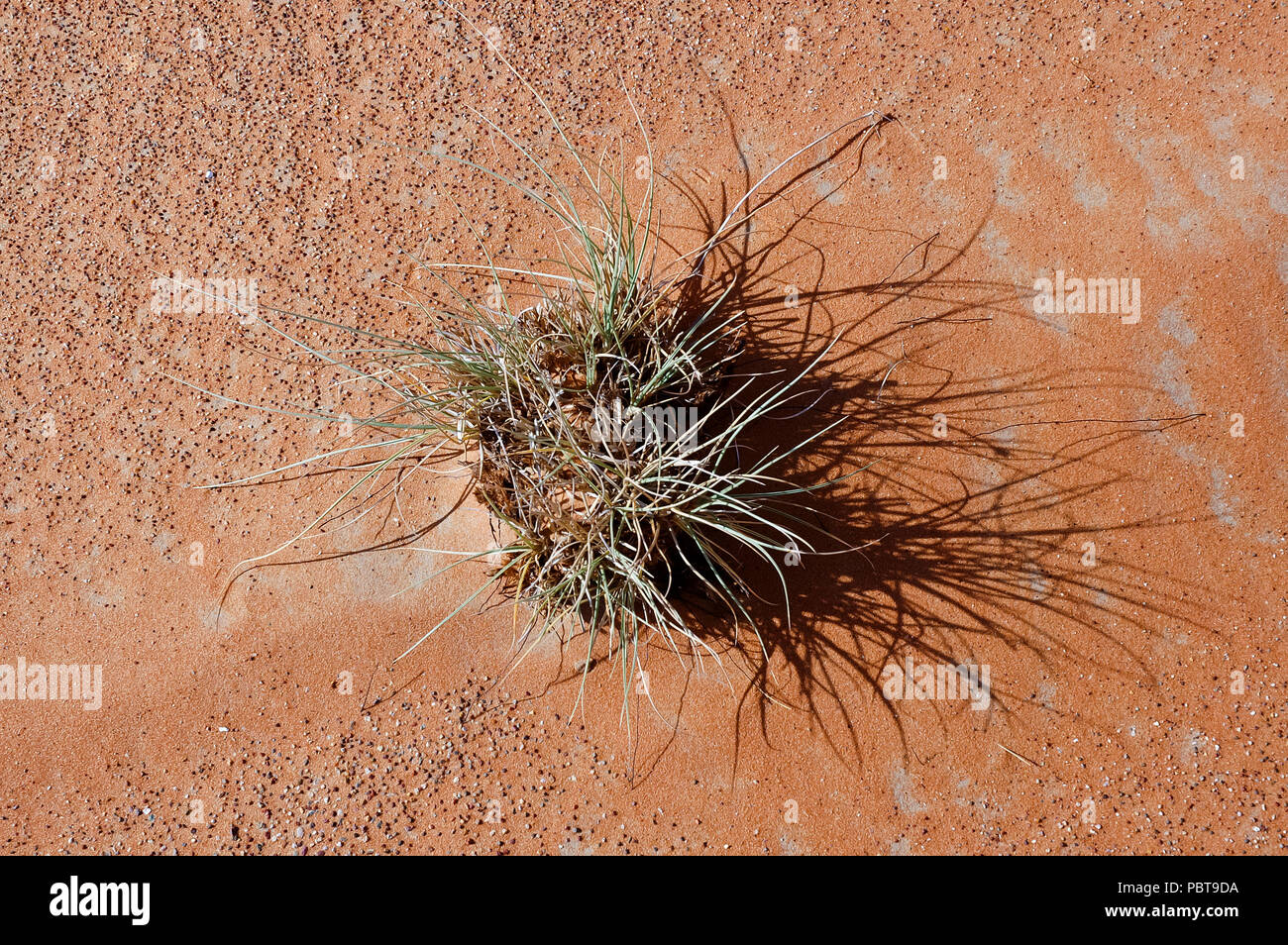 Saudi arabian desert plants hi-res stock photography and images - Alamy