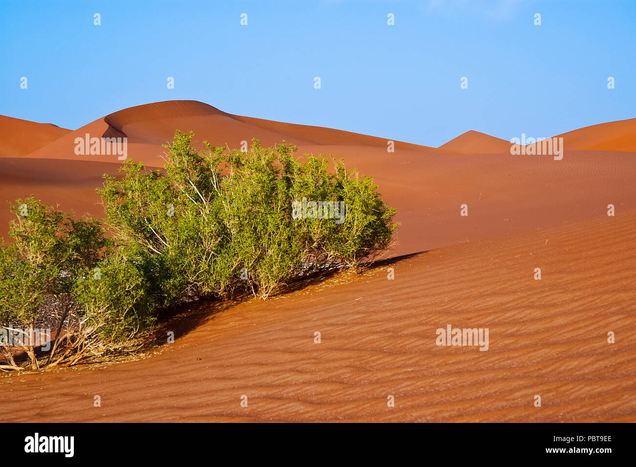 Landscape of sand dunes in the desert of Rub' Al Khali in the Arabian ...