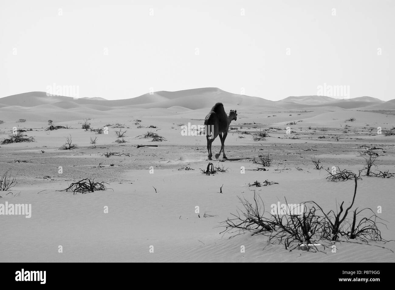 Camel in the Empty Quarter desert of Arabian Peninsula Stock Photo - Alamy