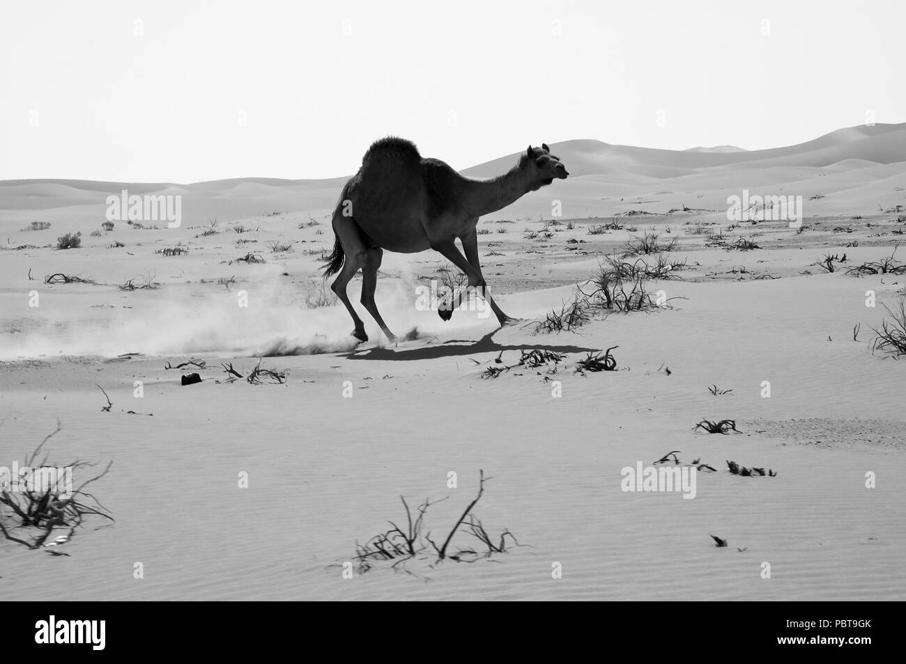 Camel running in the Empty Quarter desert of Arabian Peninsula Stock ...