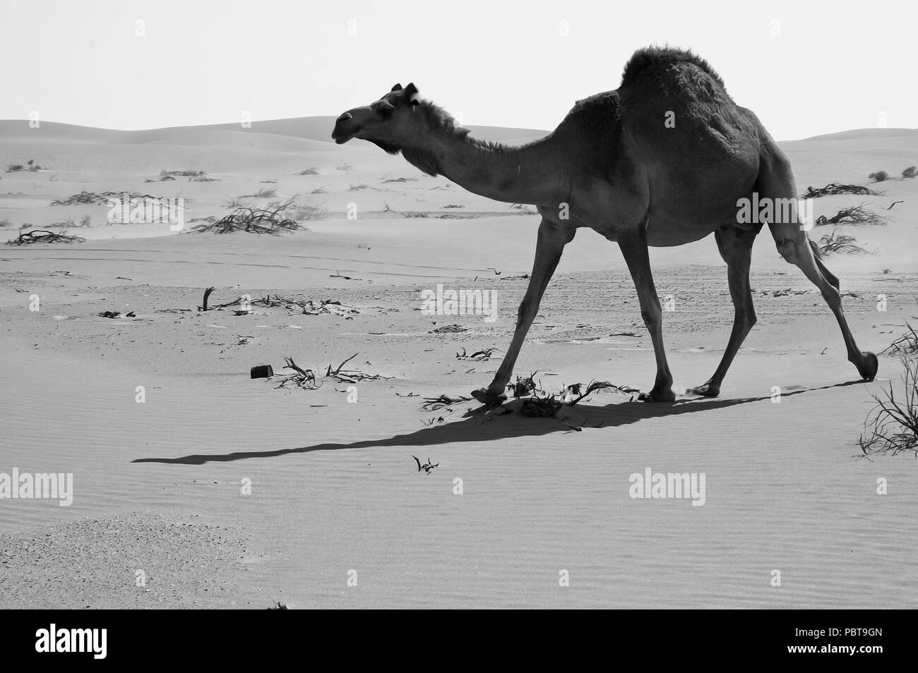 Camel running in the Empty Quarter desert of Arabian Peninsula Stock ...