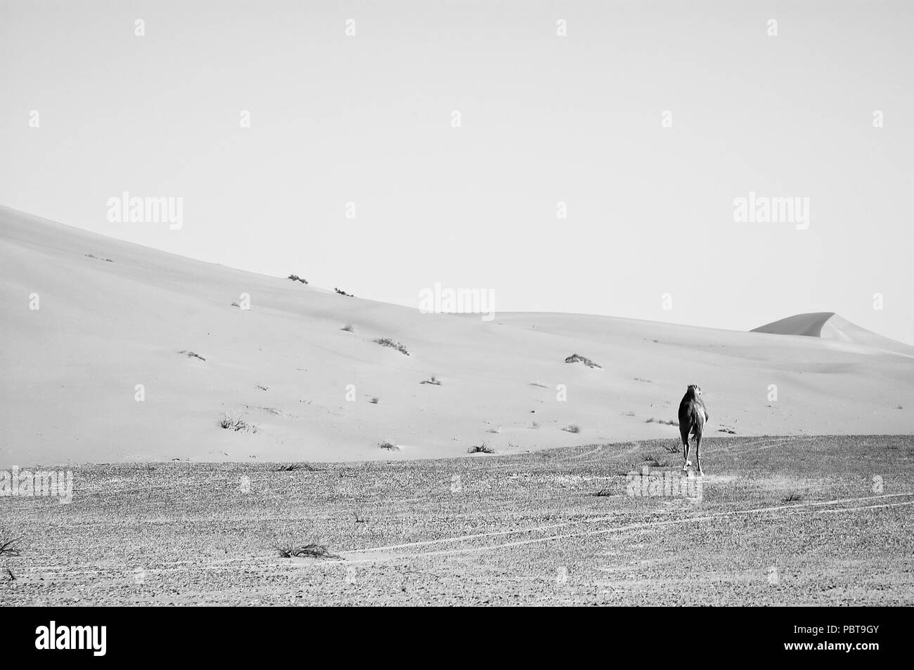 Camel running in the Empty Quarter desert of Arabian Peninsula Stock ...