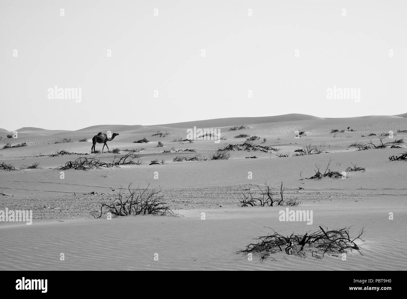 Camel in the Empty Quarter desert of Arabian Peninsula Stock Photo - Alamy