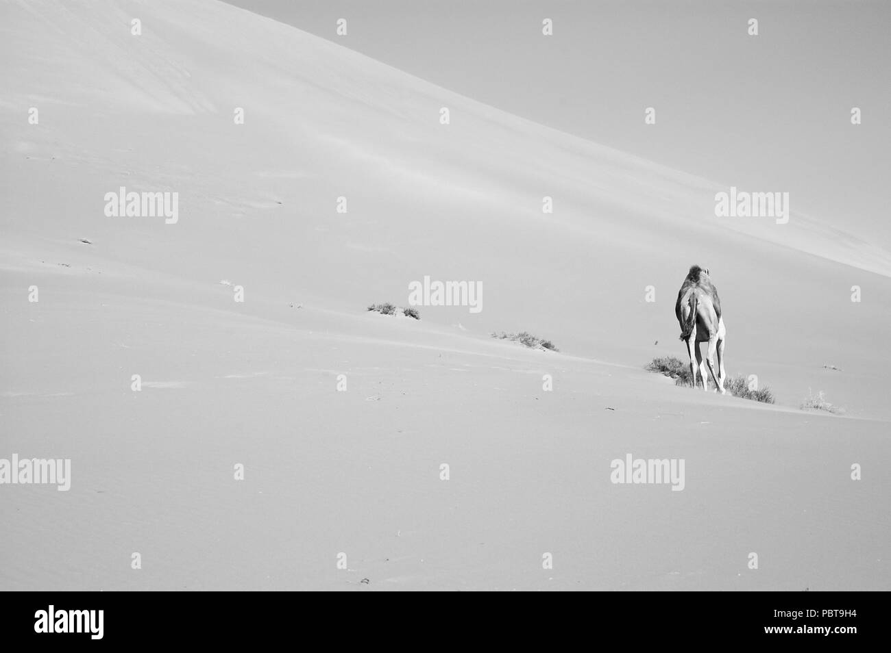 Camel running in the Empty Quarter desert of Arabian Peninsula Stock ...