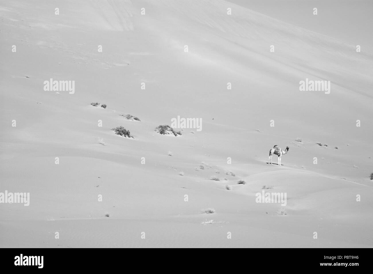 Camel in the Empty Quarter desert of Arabian Peninsula Stock Photo - Alamy