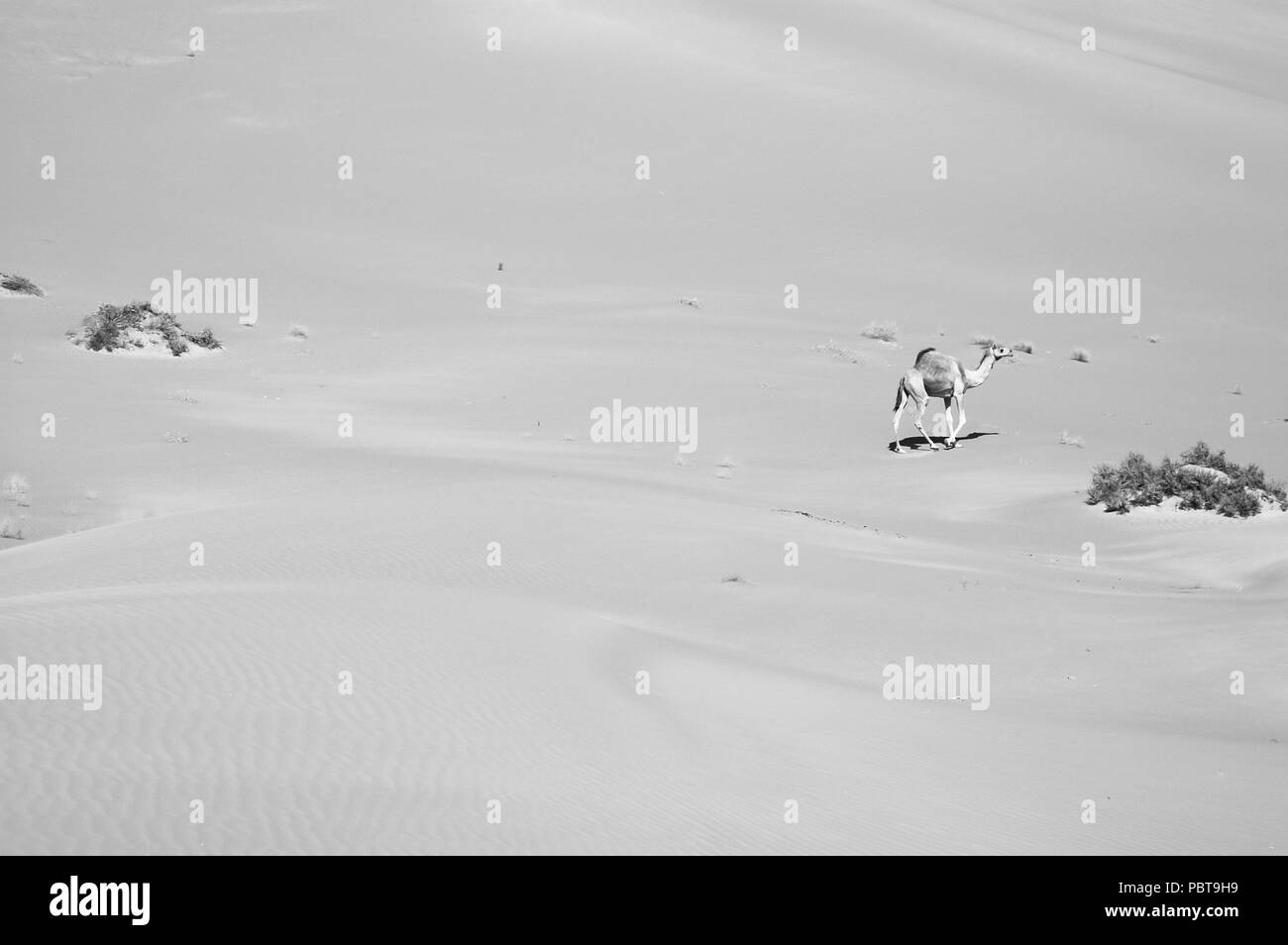 Camel in the Empty Quarter desert of Arabian Peninsula Stock Photo - Alamy