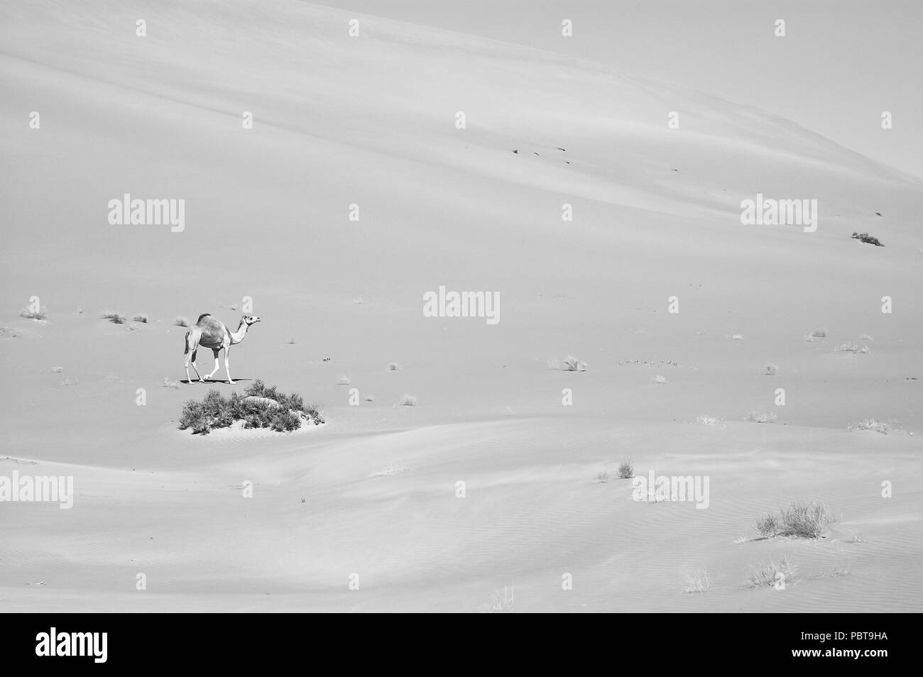 Camel in the Empty Quarter desert of Arabian Peninsula Stock Photo - Alamy