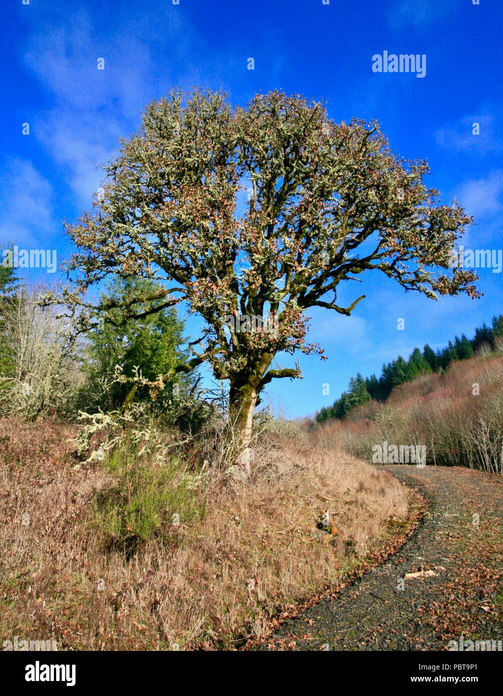 Tree, road, and blue sky post-fall Stock Photo - Alamy